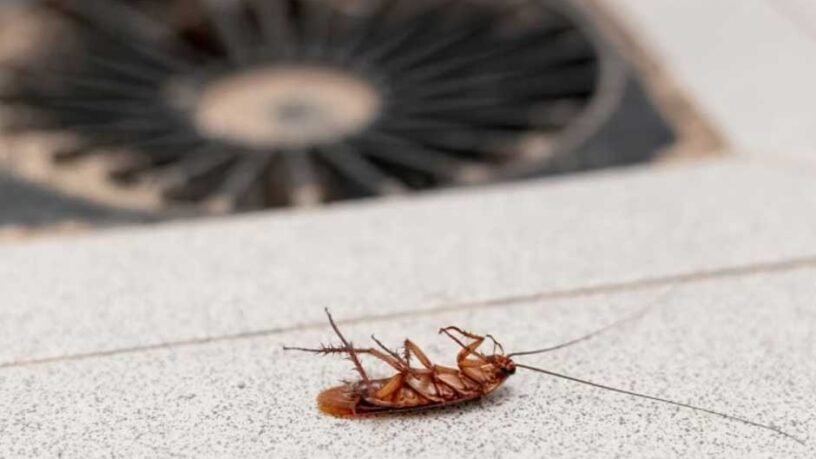 Details of Juliana Wimbles' Career, Early Life, and Education